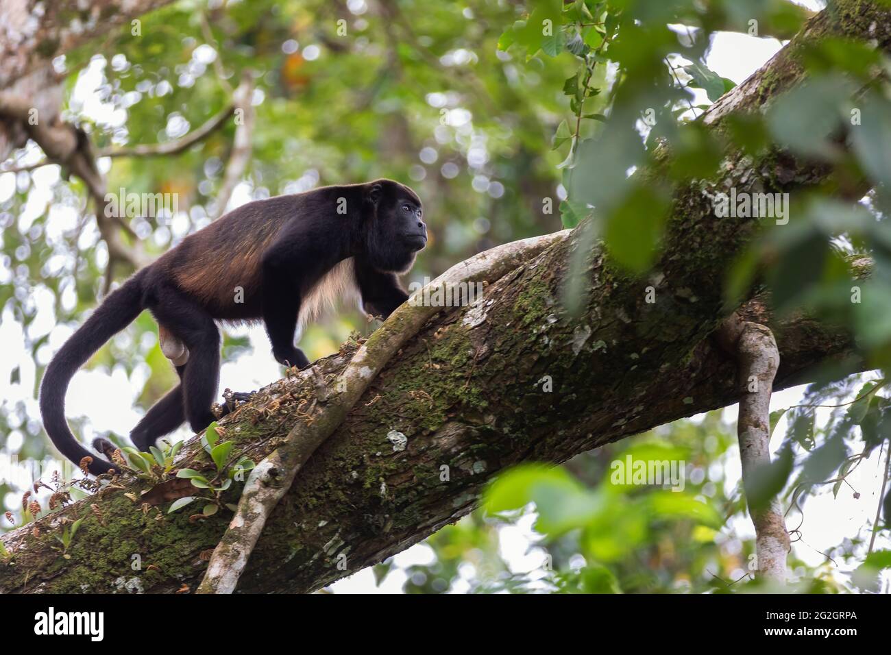 Howler monkey in the forests of Costa Rica Stock Photo - Alamy