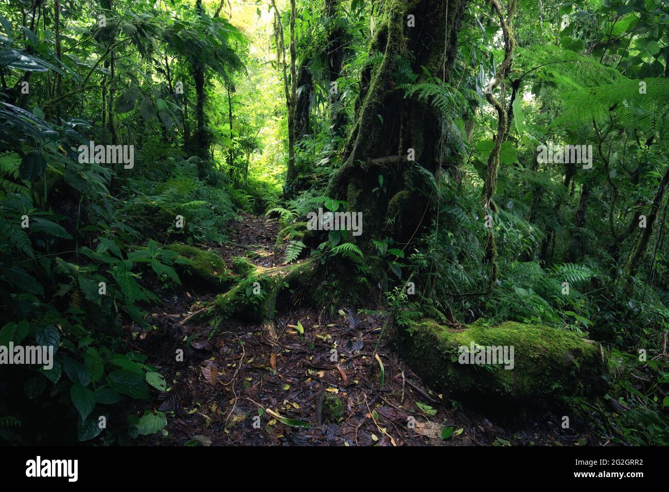 Tropical forest of Monte Verde Stock Photo - Alamy