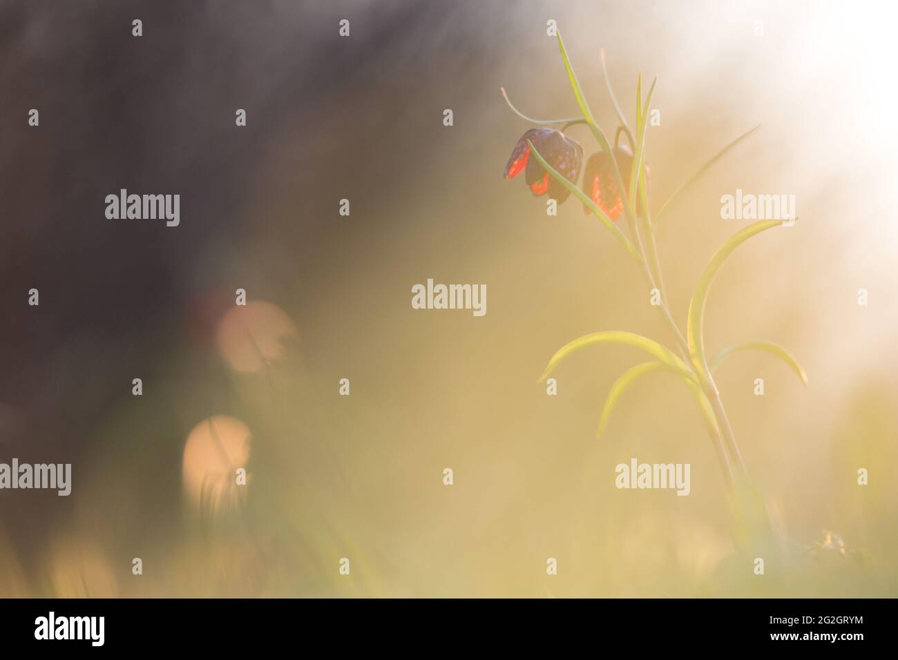 Checkerboard flower hi-res stock photography and images - Alamy