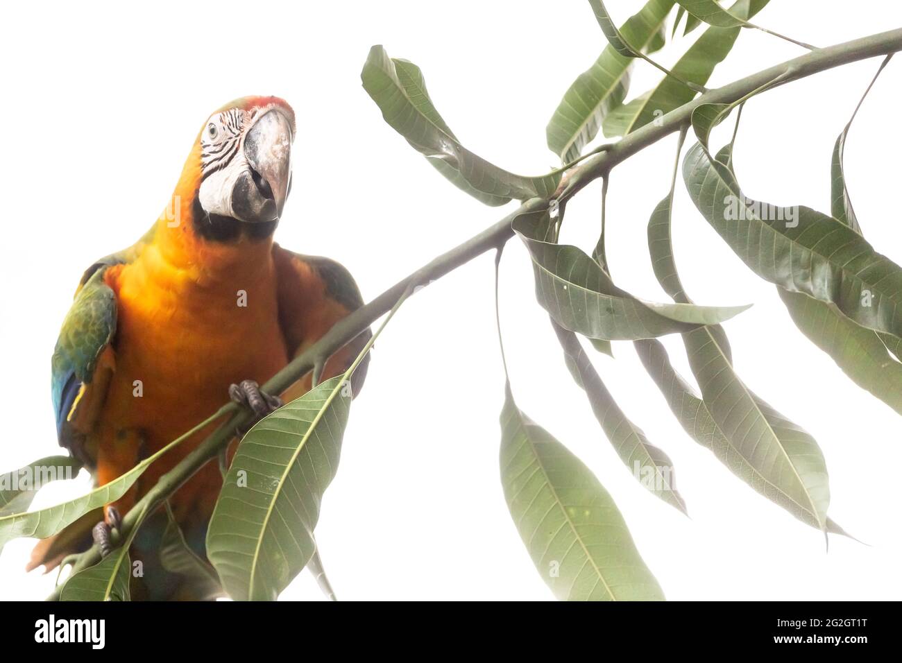 Yellow and breasted macaw in the forests of Costa Rica Stock Photo - Alamy