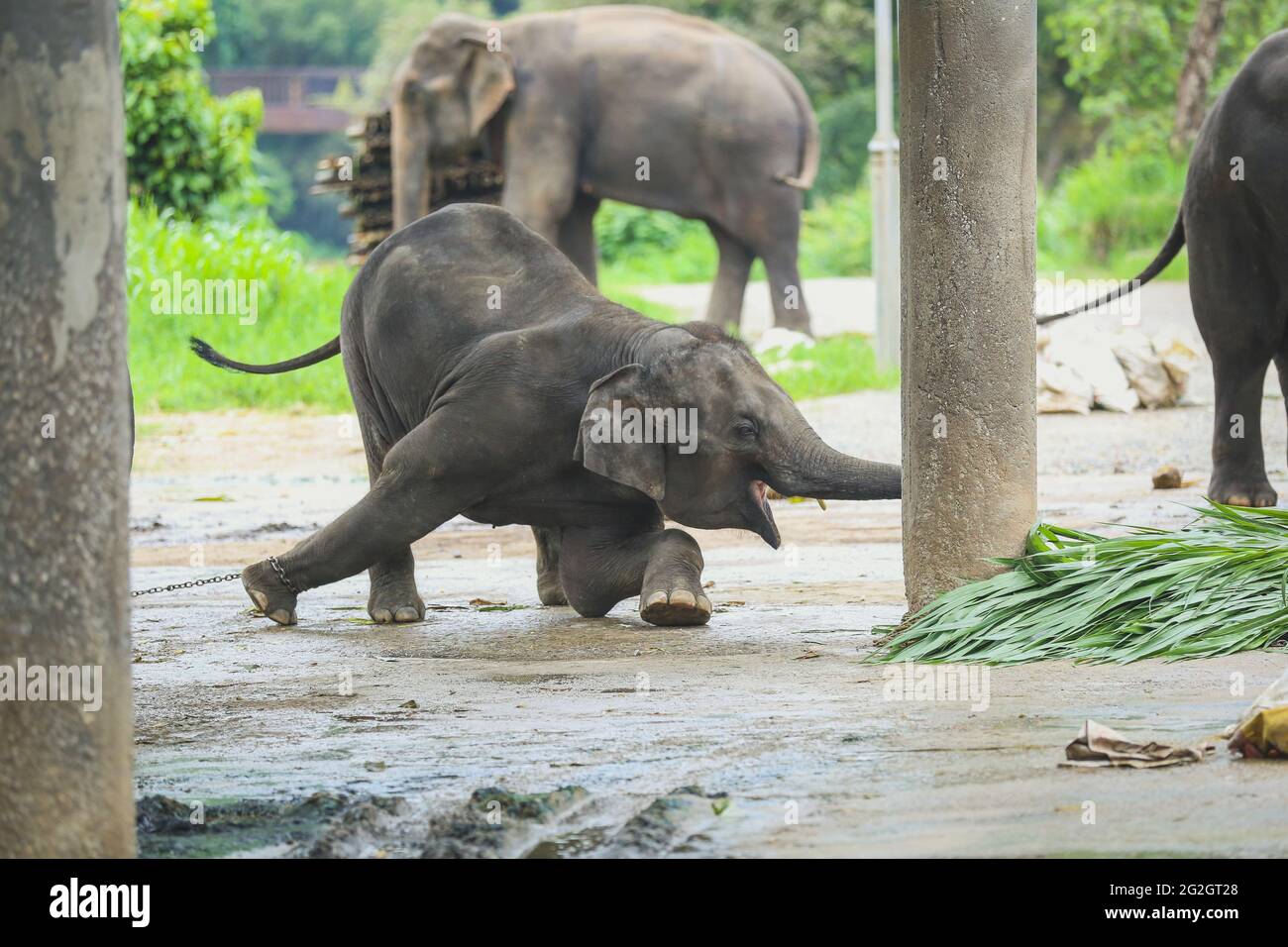 Adorable elephant having fun resting outdoors Stock Photo - Alamy