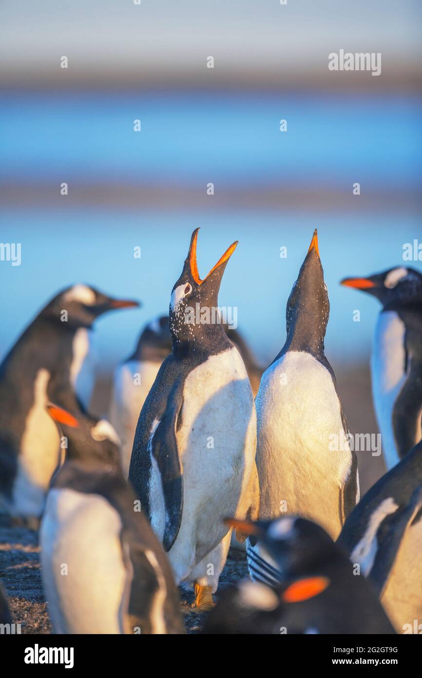 The penguins singing group hi-res stock photography and images - Alamy