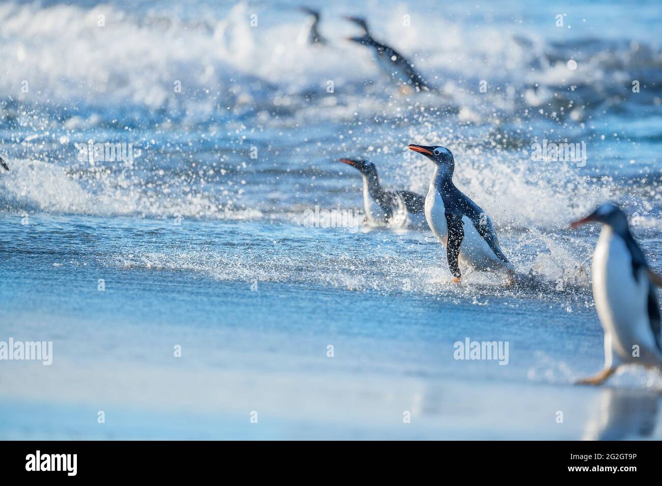 Gentoo Penguins (Pygocelis papua) walking on the beach, Sea Lion Island ...
