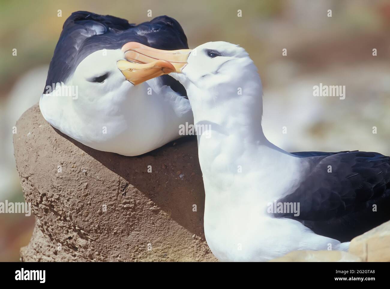 Albatross couple love hi-res stock photography and images - Alamy