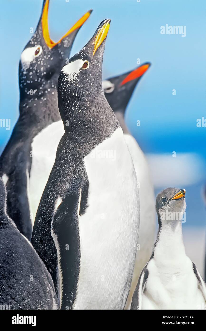 Singing penguins hi-res stock photography and images - Alamy