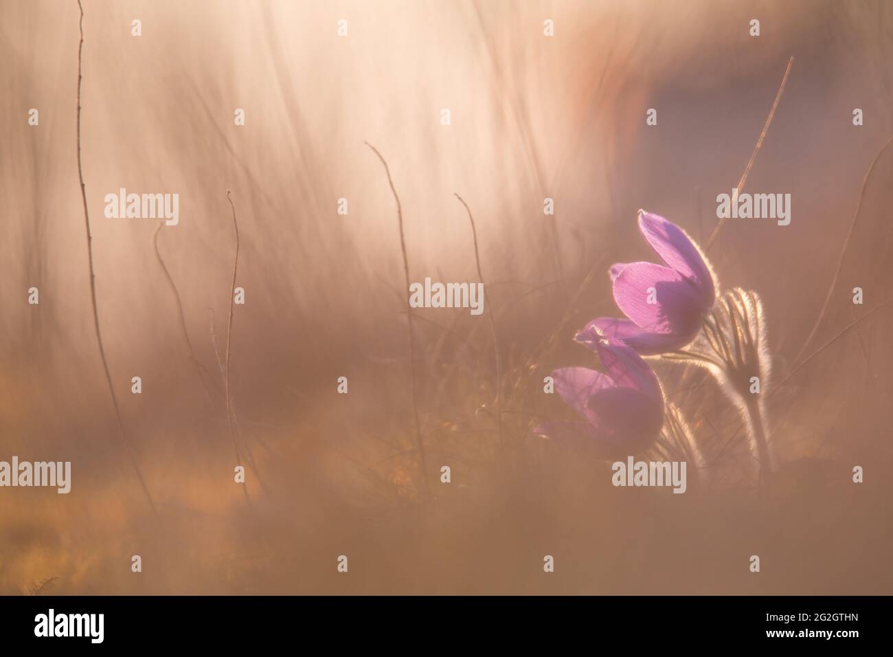 Back light flower hi-res stock photography and images - Alamy