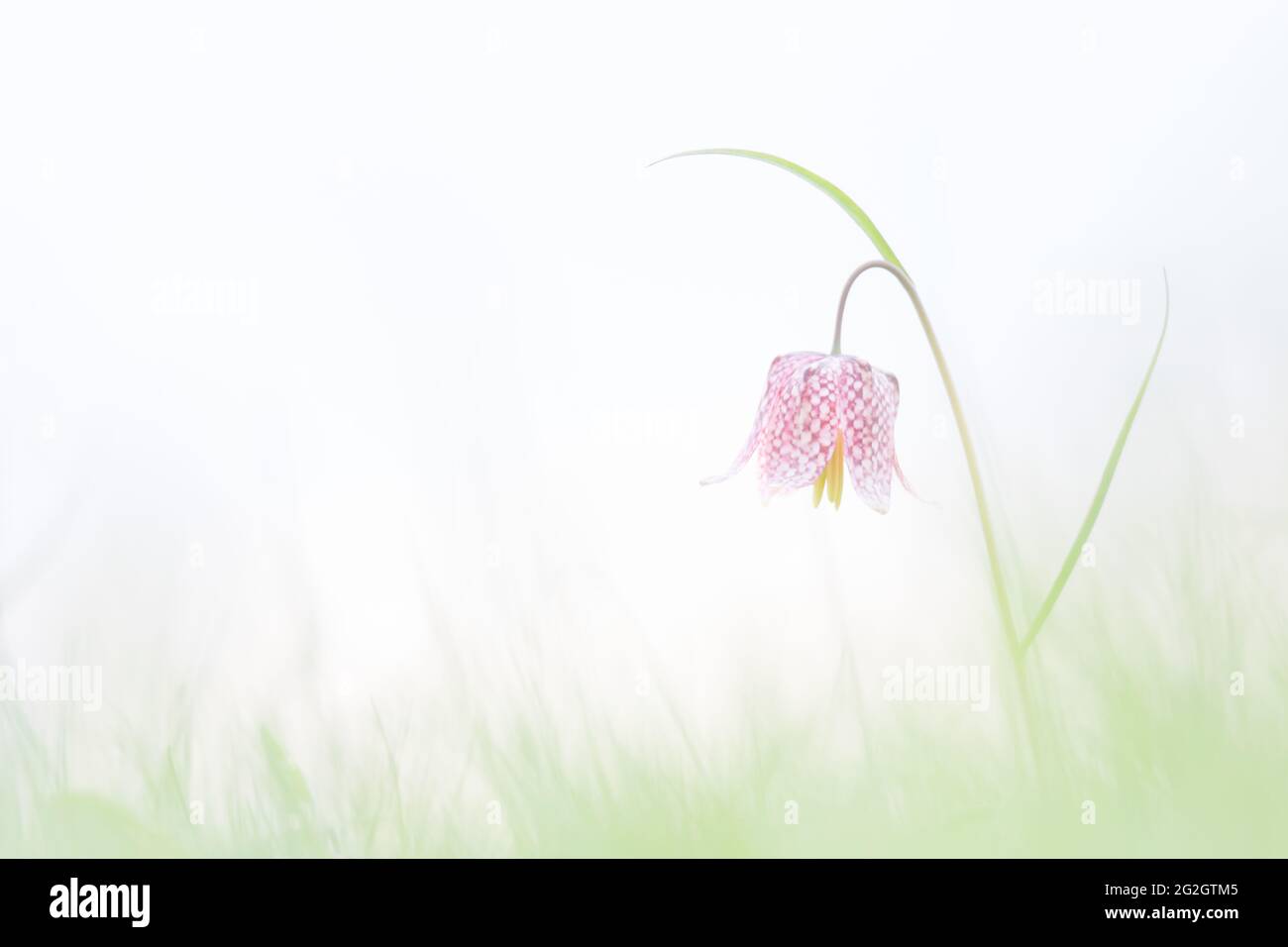 Checkerboard flower in the HighKey Stock Photo - Alamy