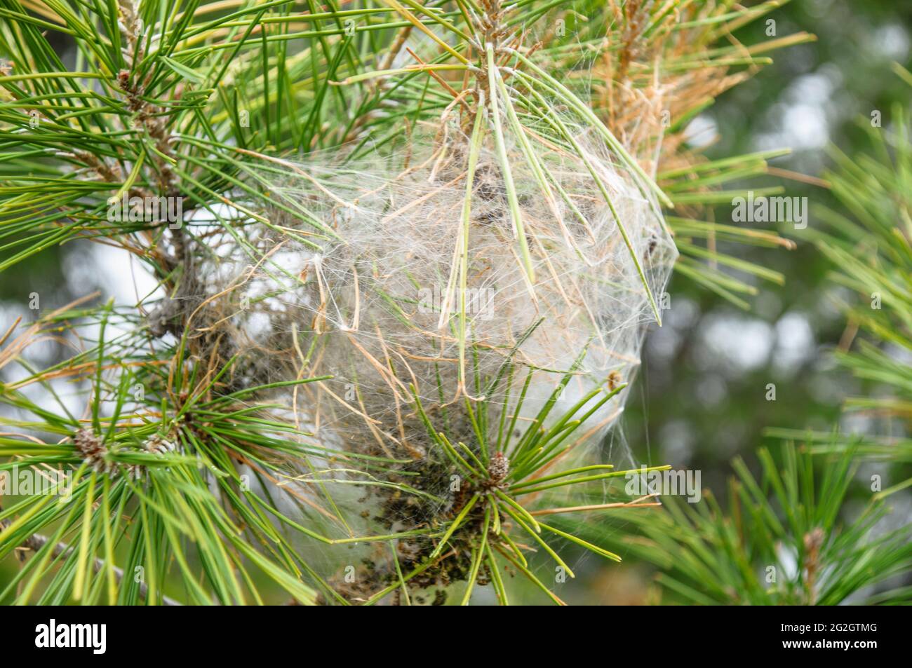 Closeup shot of caterpillars in a spider web on a pine tree Stock Photo ...