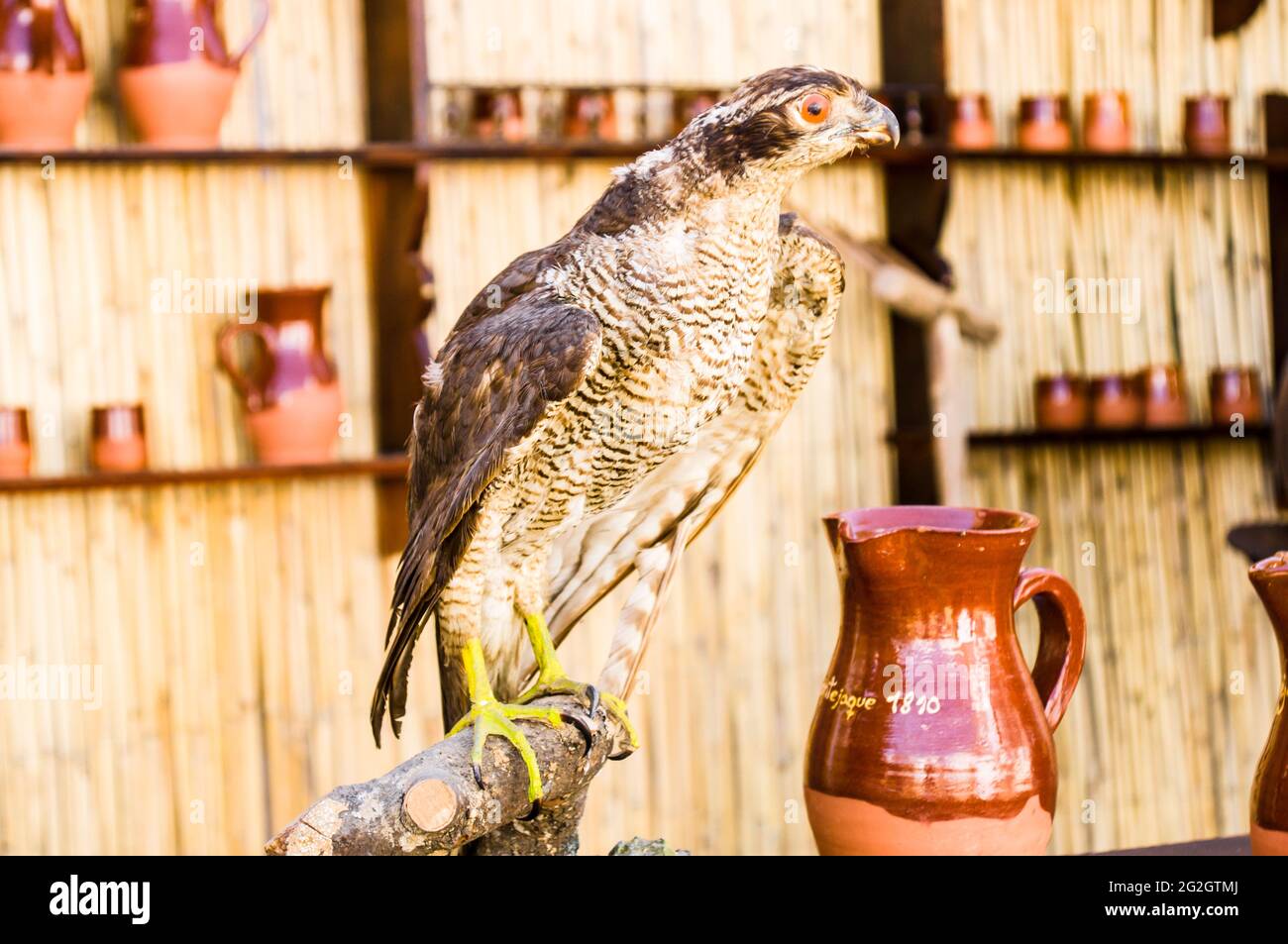 Stuffed hawk hi-res stock photography and images - Alamy