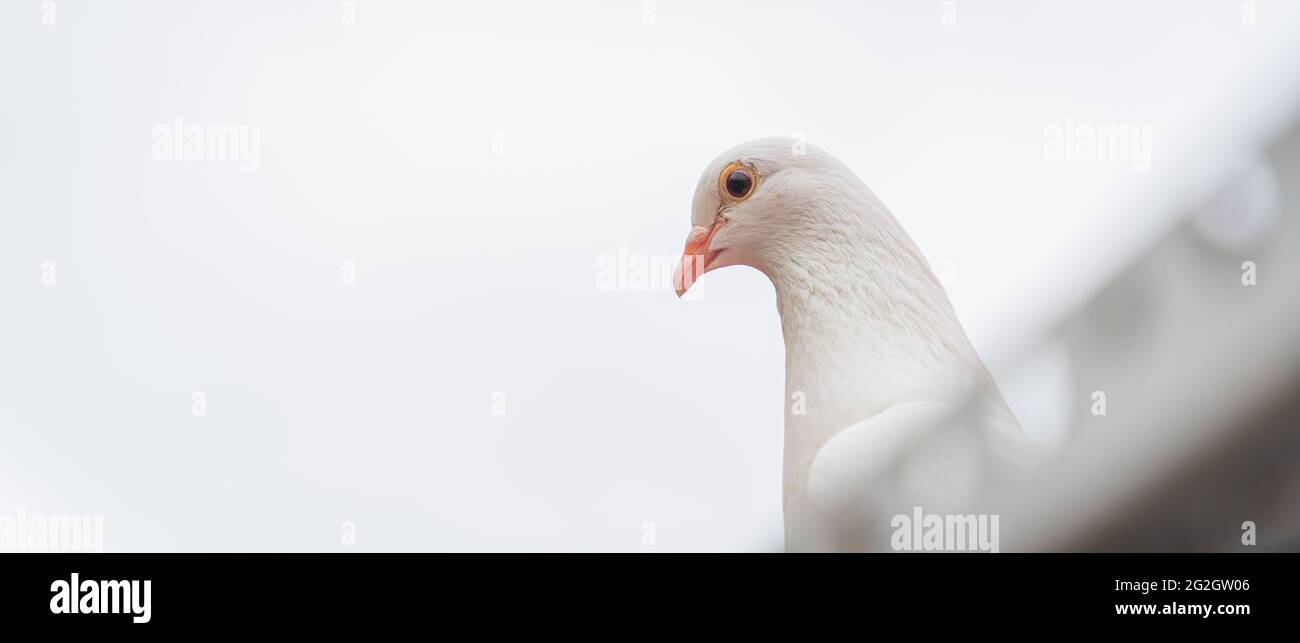 Low angle closeup view of a white bird standing on the rooftop of the ...