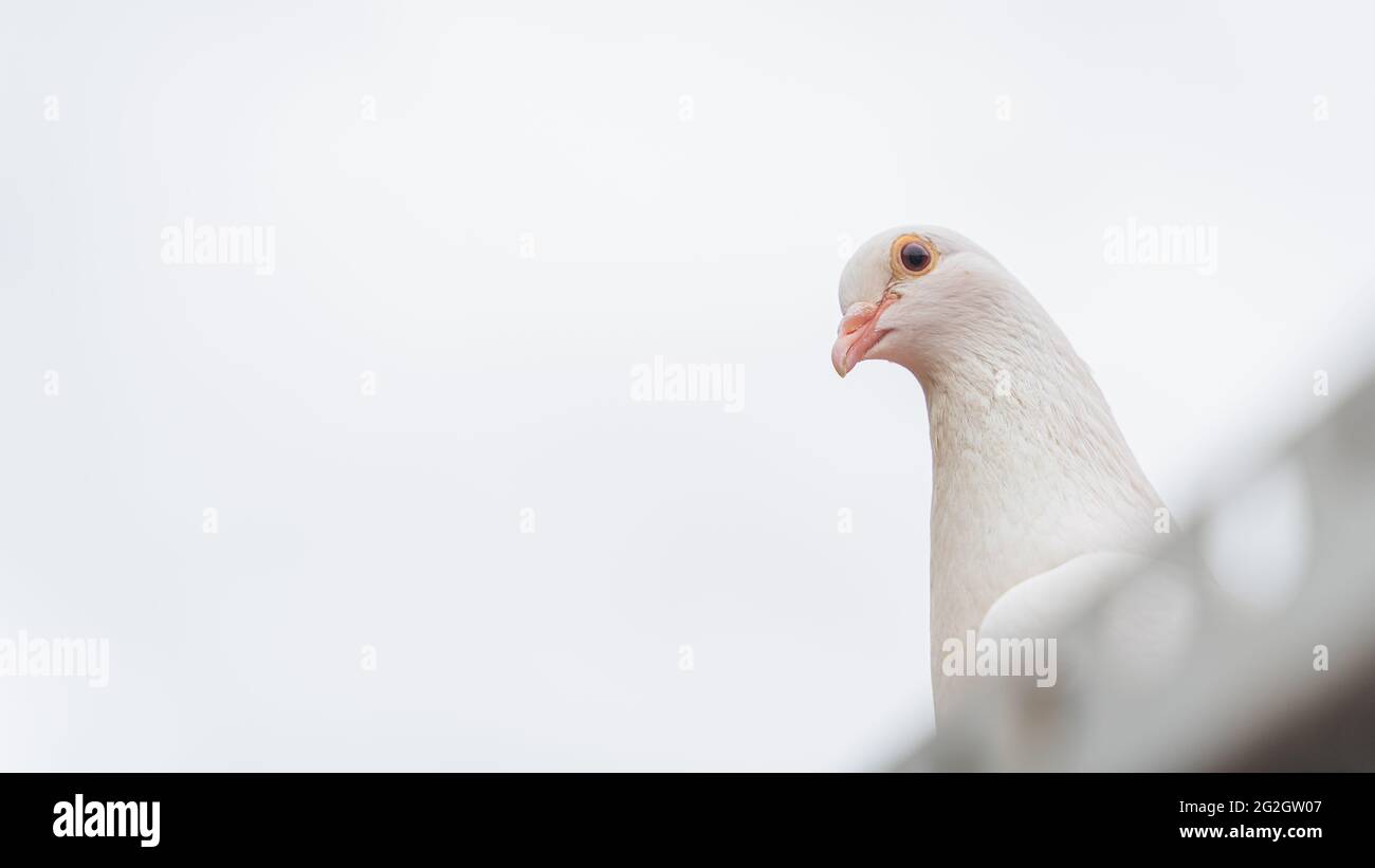 Low angle closeup view of a white bird standing on the rooftop of the ...