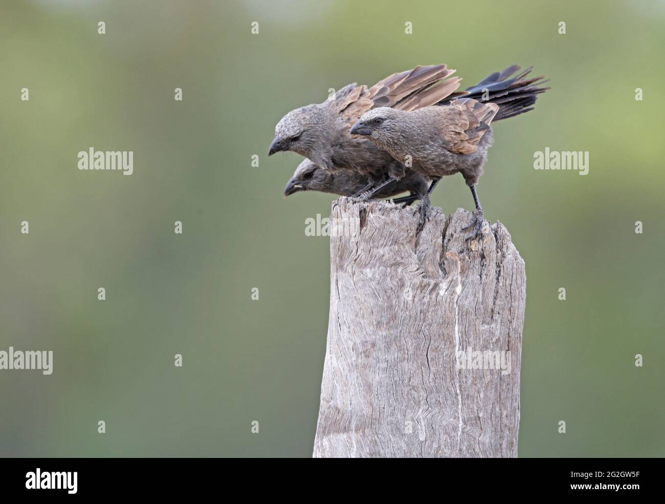 Apostlebird (Struthidea cinerea cinerea) three on dead snag south-east ...
