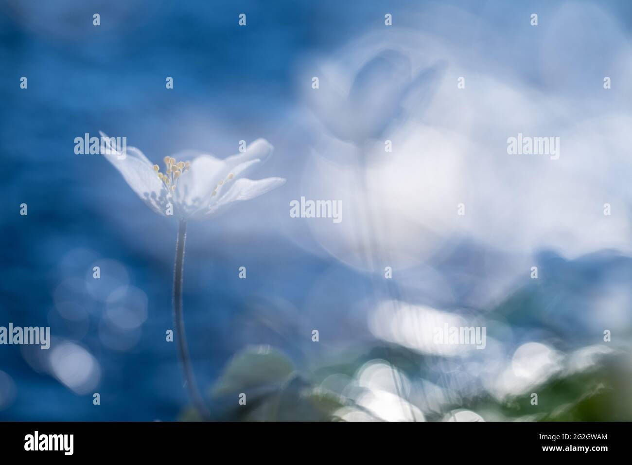 Harbingers hi-res stock photography and images - Alamy