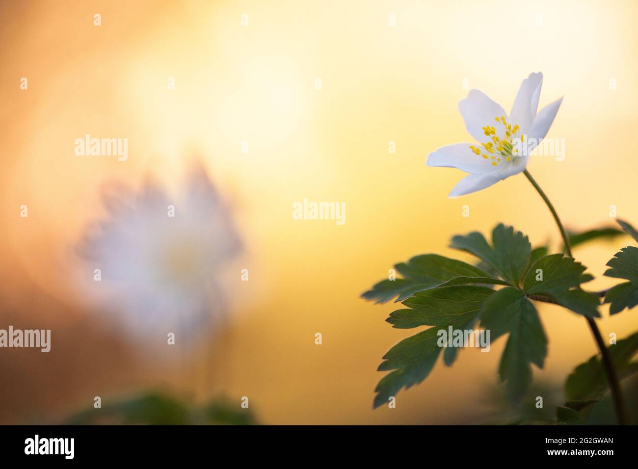 Harbingers hi-res stock photography and images - Alamy