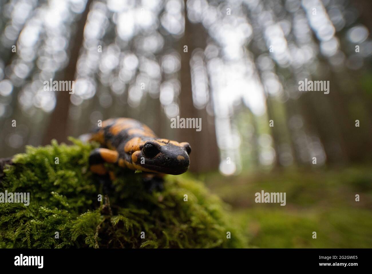 Salamanders in the forest hi-res stock photography and images - Alamy