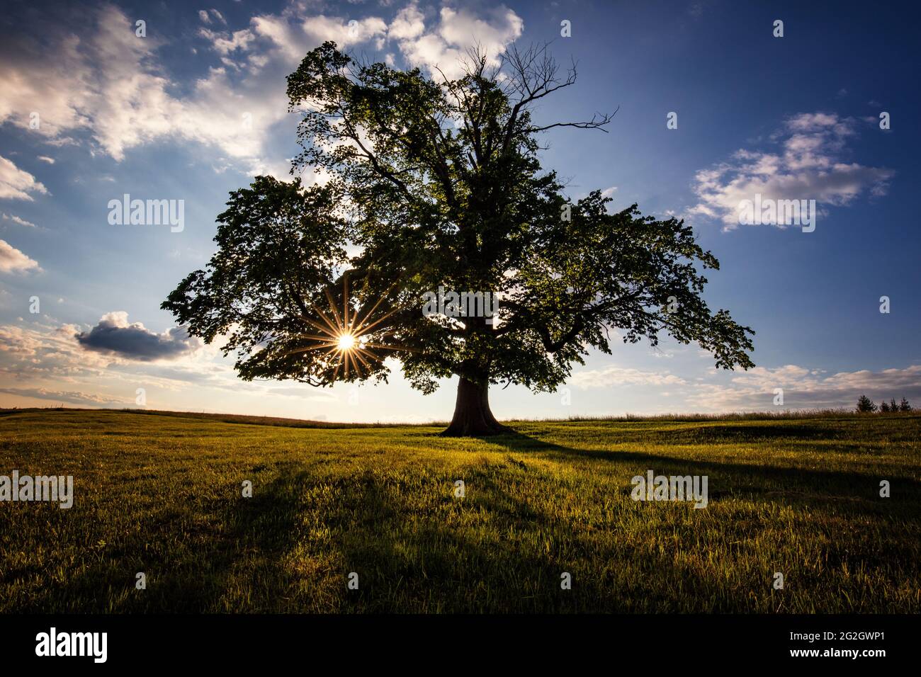 Big shade tree hi-res stock photography and images - Alamy