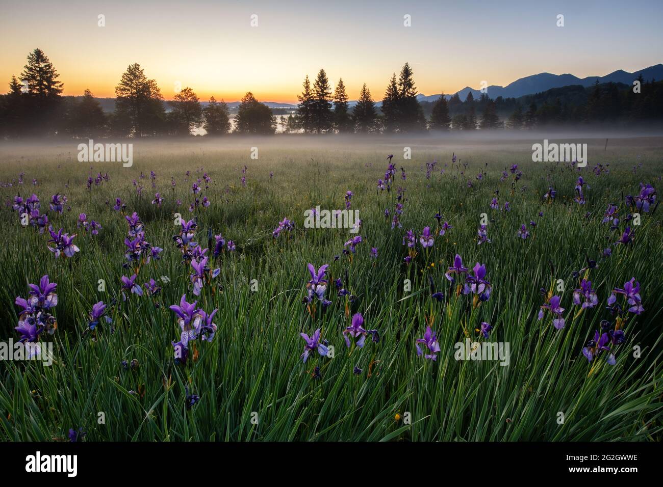 Foothills iris hi-res stock photography and images - Alamy