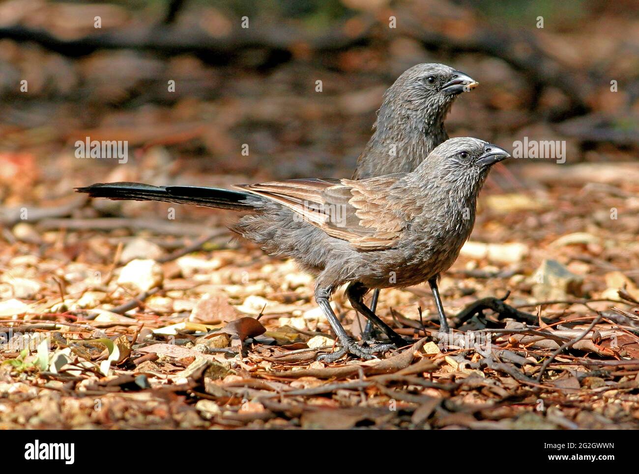 Apostlebird (Struthidea cinerea cinerea) two standing on ground by dirt ...