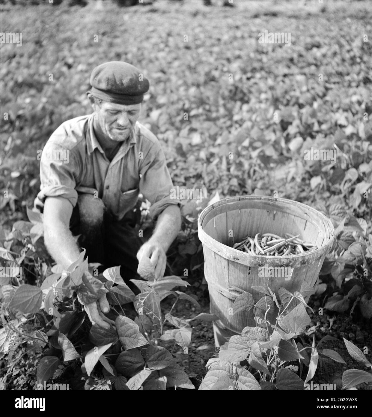 Farm worker picking Black and White Stock Photos & Images - Alamy