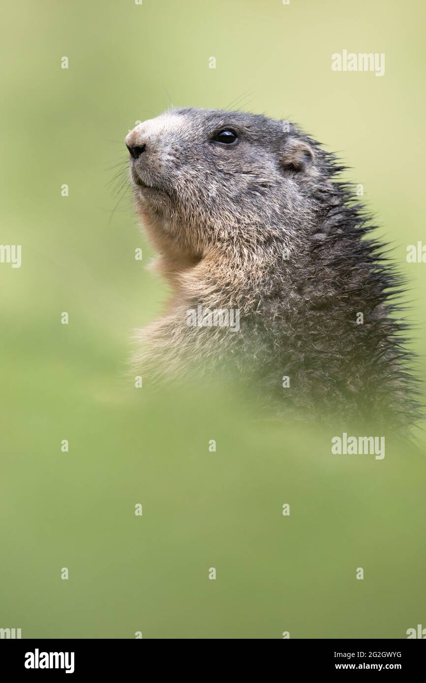 Young marmot on the alpine meadow Stock Photo - Alamy