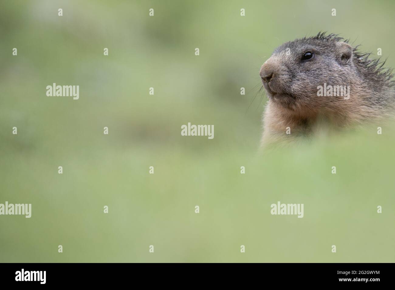 Young marmot on alpine hi-res stock photography and images - Alamy