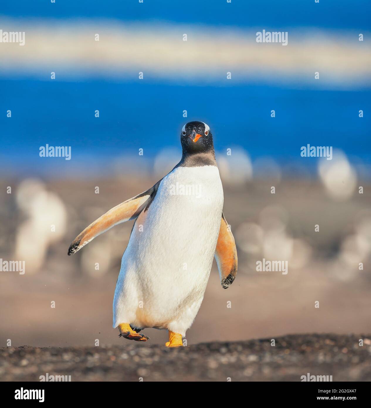 Gentoo Penguin (Pygocelis papua) walking, Sea Lion Island, Falkland ...