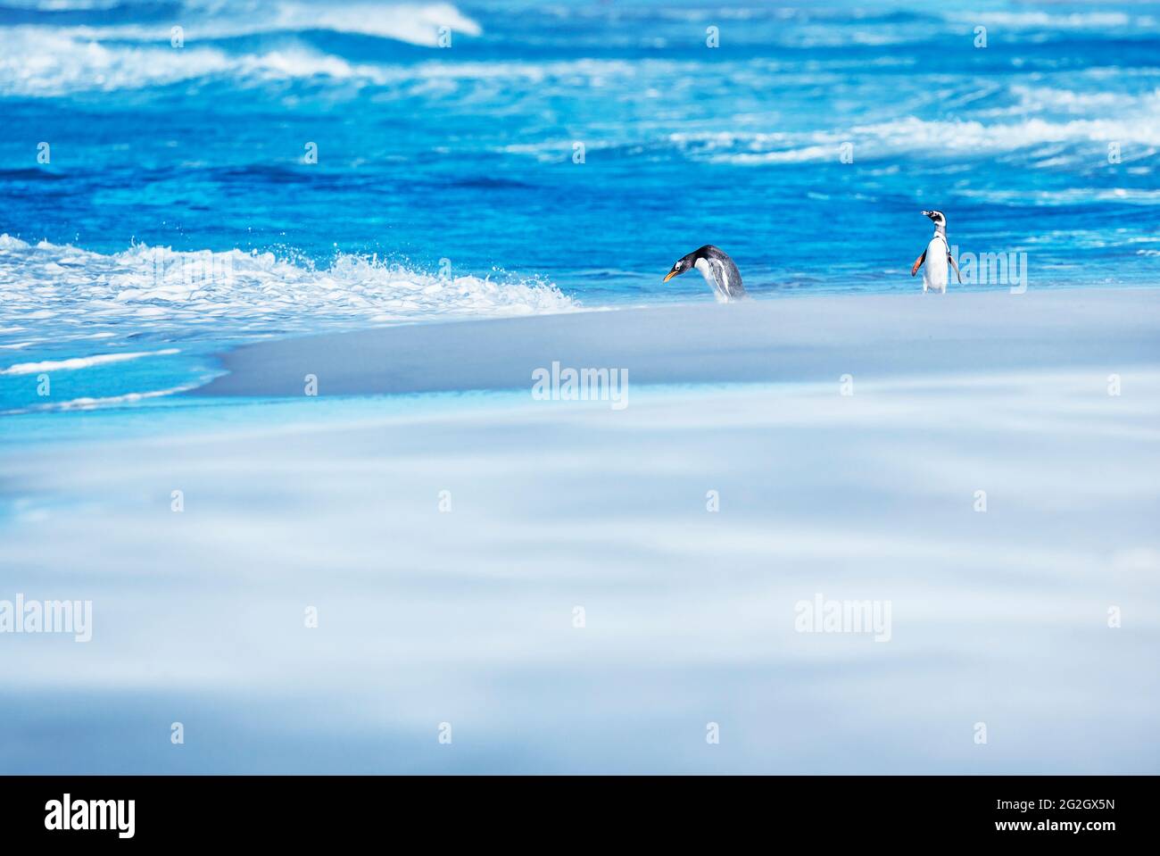 Gentoo Penguin (Pygocelis papua) and Magellanic penguins (Spheniscus ...