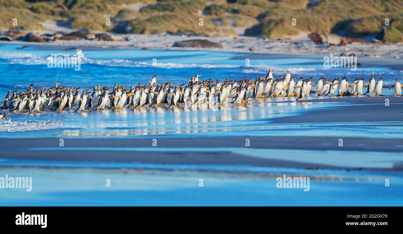 Gentoo Penguins (Pygocelis papua) walking on the beach, Sea Lion Island ...
