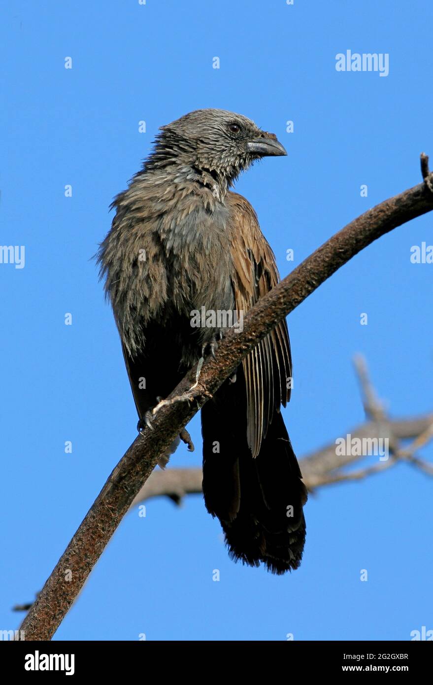 Apostlebird (Struthidea cinerea cinerea) perched on dead branch south ...