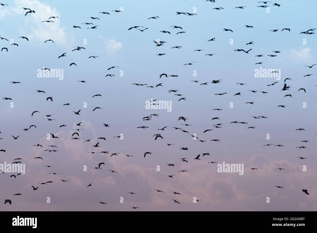 Flock of birds in flight Stock Photo - Alamy