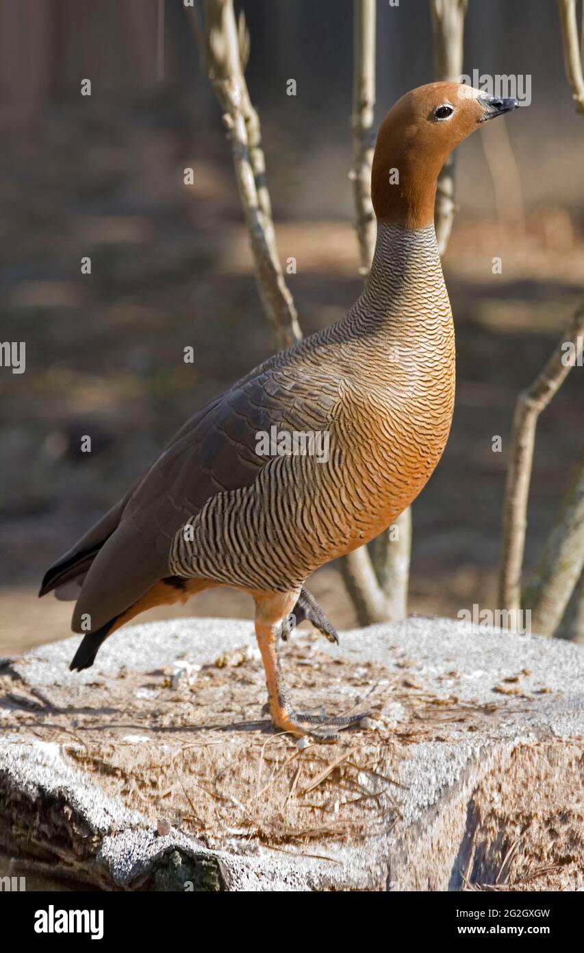 A Vertical of a Ruddy-headed Goose, Chloephaga rubidiceps, relaxing ...