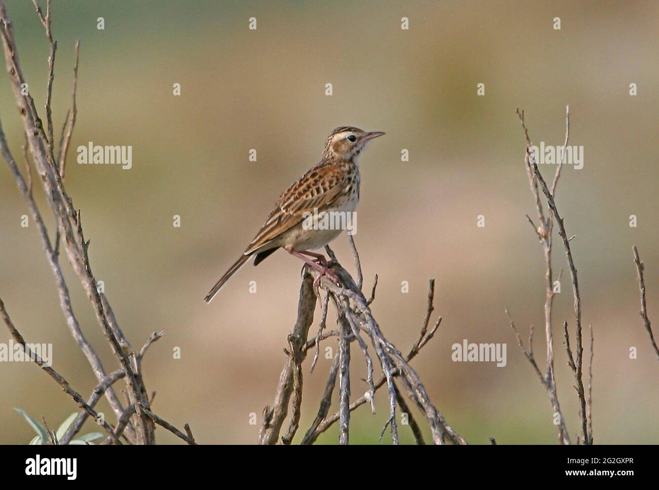 Anthus australis hi-res stock photography and images - Alamy