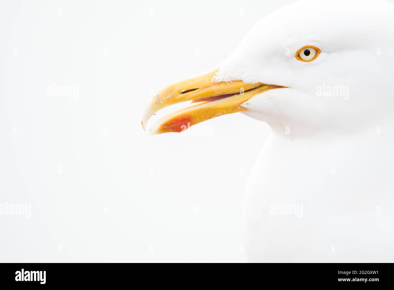 High key bird hi-res stock photography and images - Alamy