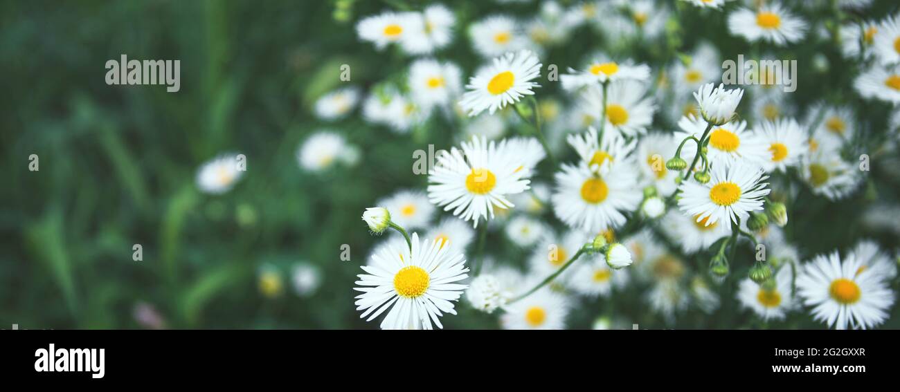 Summer Flowers Facebook Covers