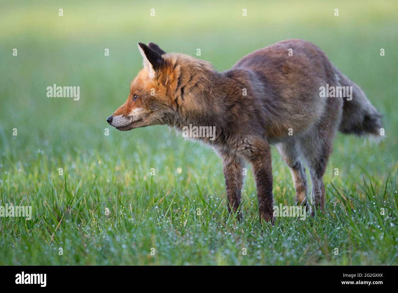 Red fox in spring time hi-res stock photography and images - Alamy