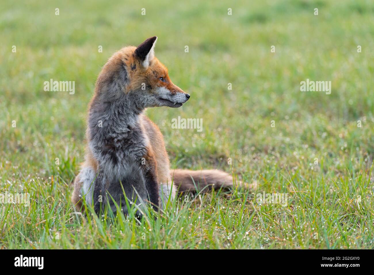 Fox in springtime hi-res stock photography and images - Alamy