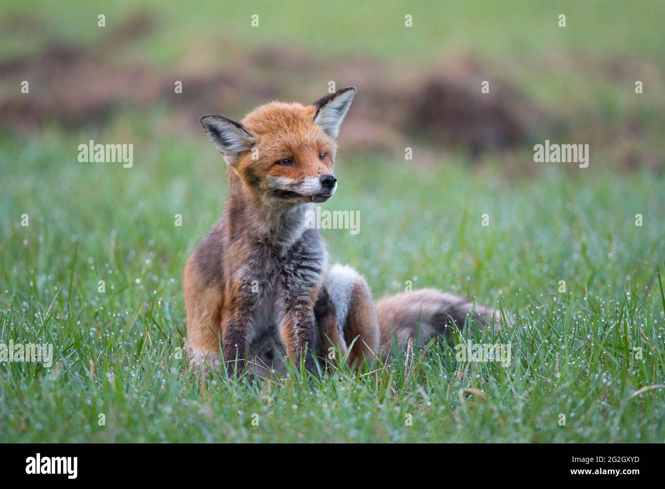 Fox in springtime hi-res stock photography and images - Alamy