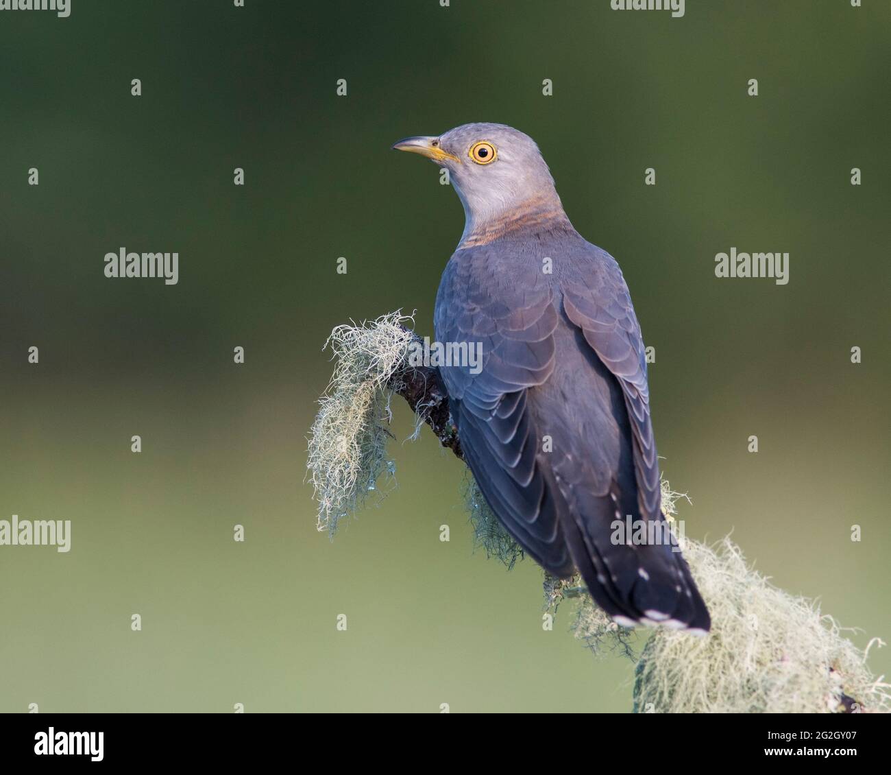Female common cuckoo cuculus canorus hi-res stock photography and ...