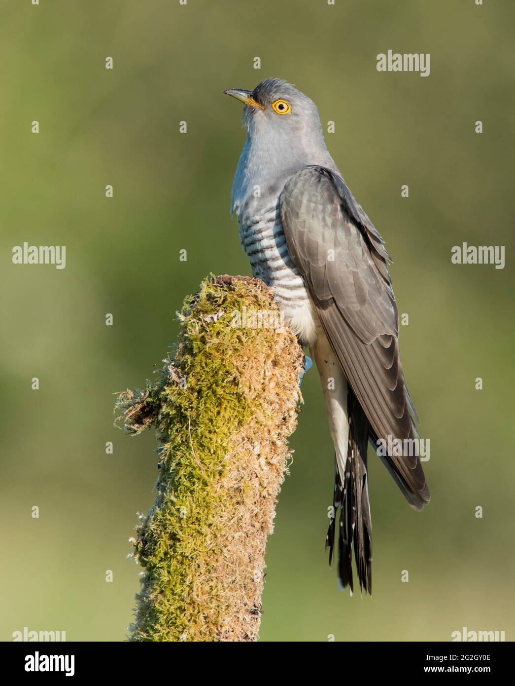 Male Common Cuckoo (Cuculus canorus) on a perch in good morning light ...