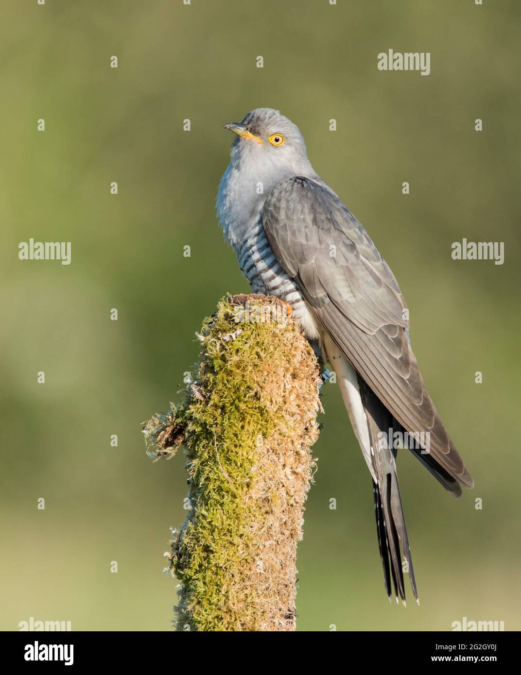 Male Common Cuckoo (Cuculus canorus) on a perch in good morning light ...