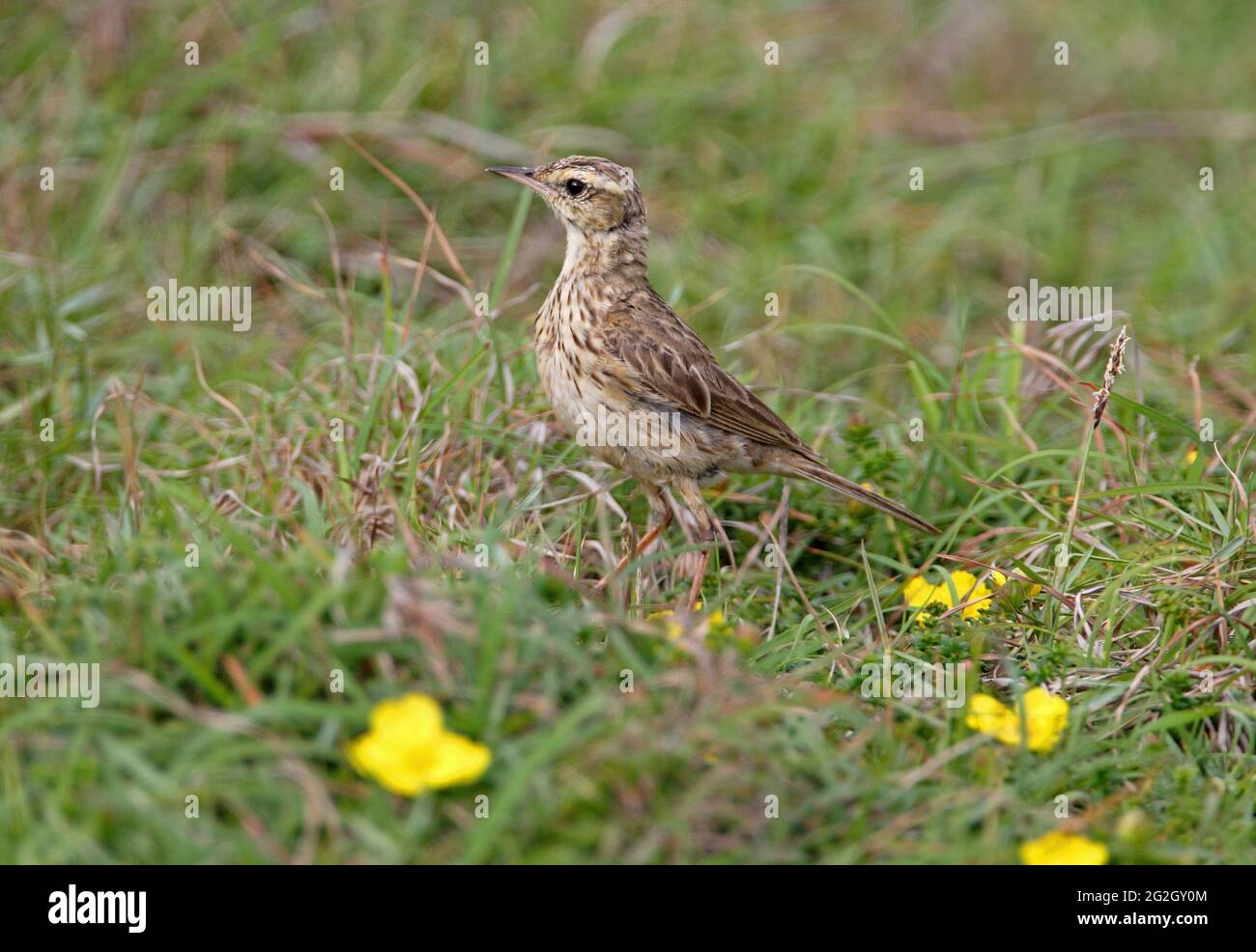 Anthus australis hi-res stock photography and images - Alamy