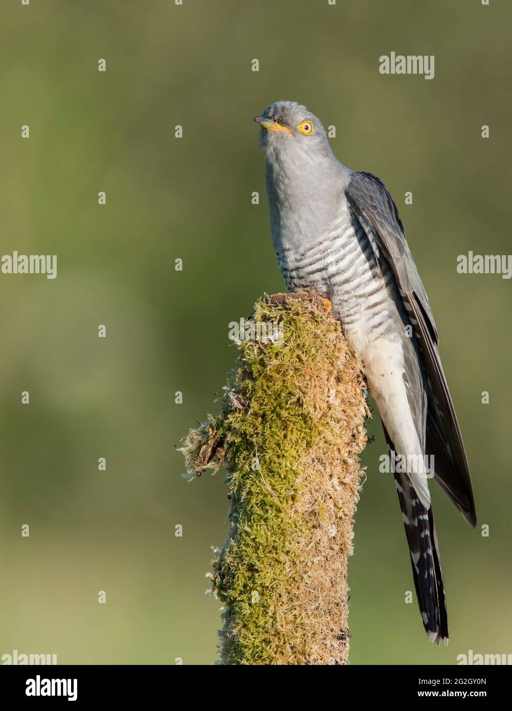 Male Common Cuckoo (Cuculus canorus) on a perch in good morning light ...