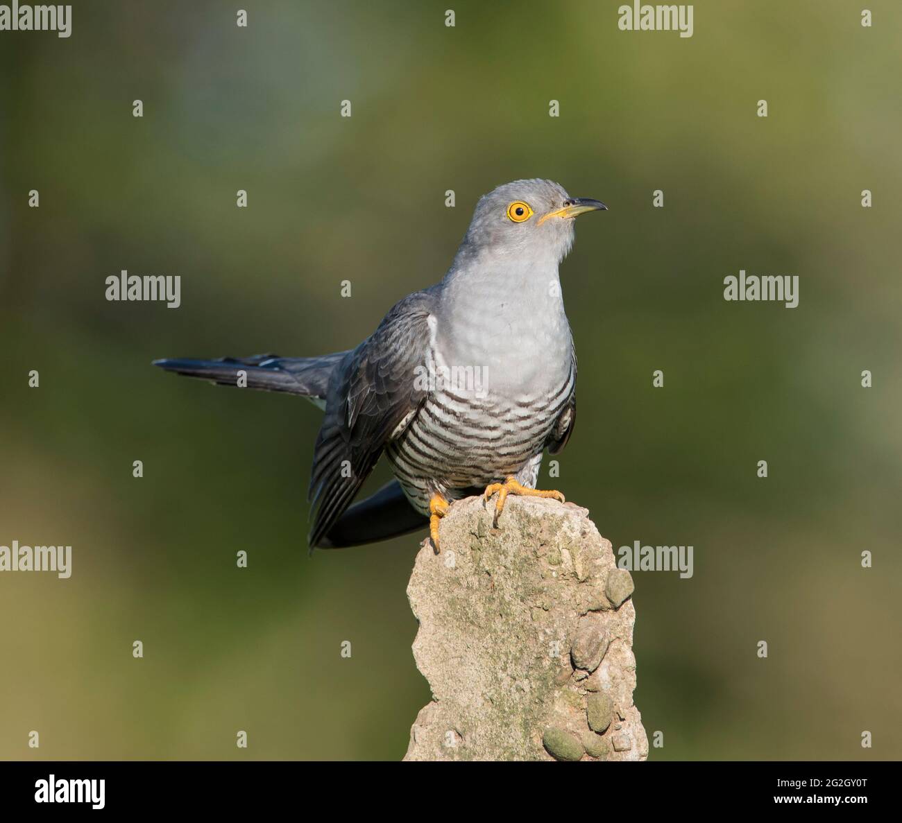 Male Common Cuckoo (Cuculus canorus) on a perch in good morning light ...