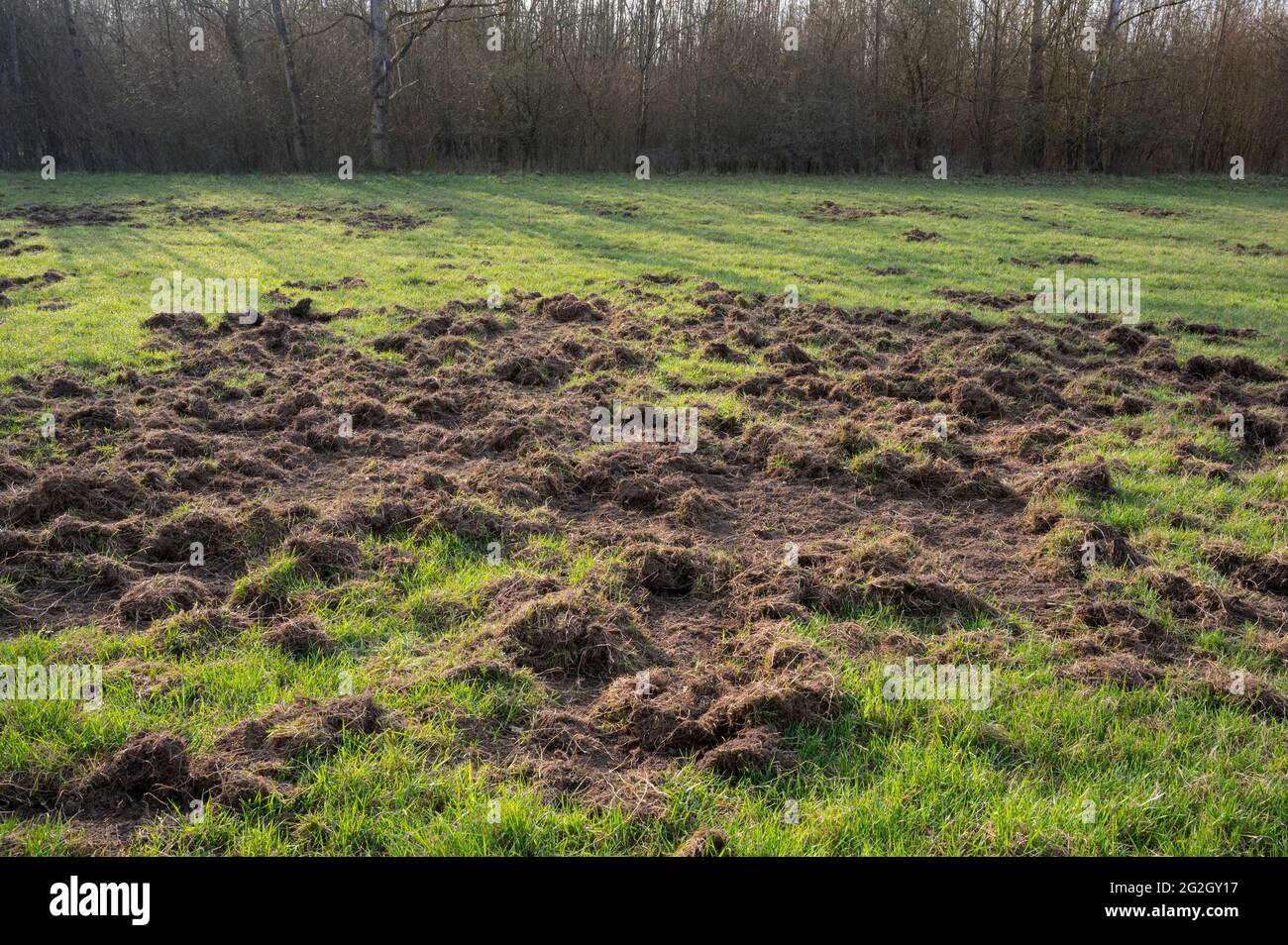Damage wild boar hi-res stock photography and images - Alamy