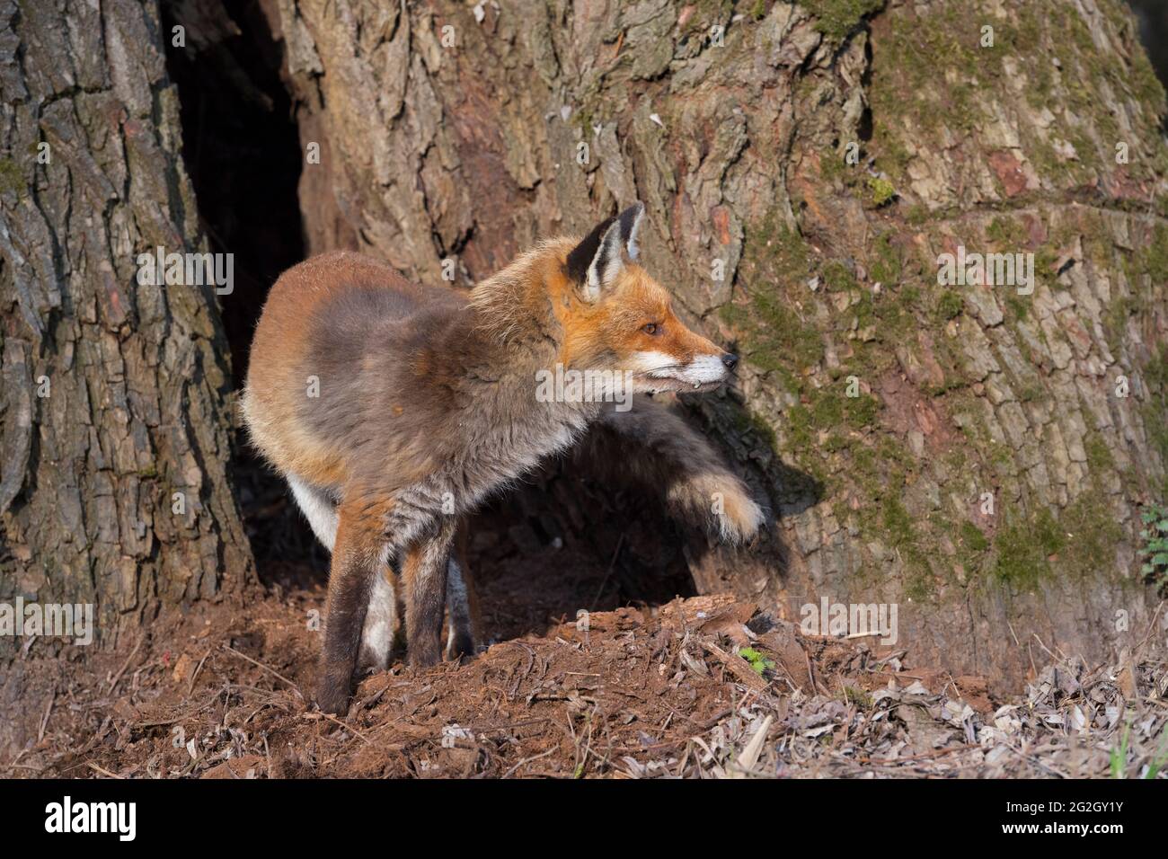 Fox hole hi-res stock photography and images - Alamy