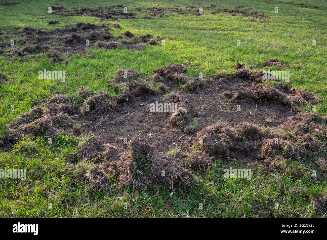 Boar in the fields hi-res stock photography and images - Alamy