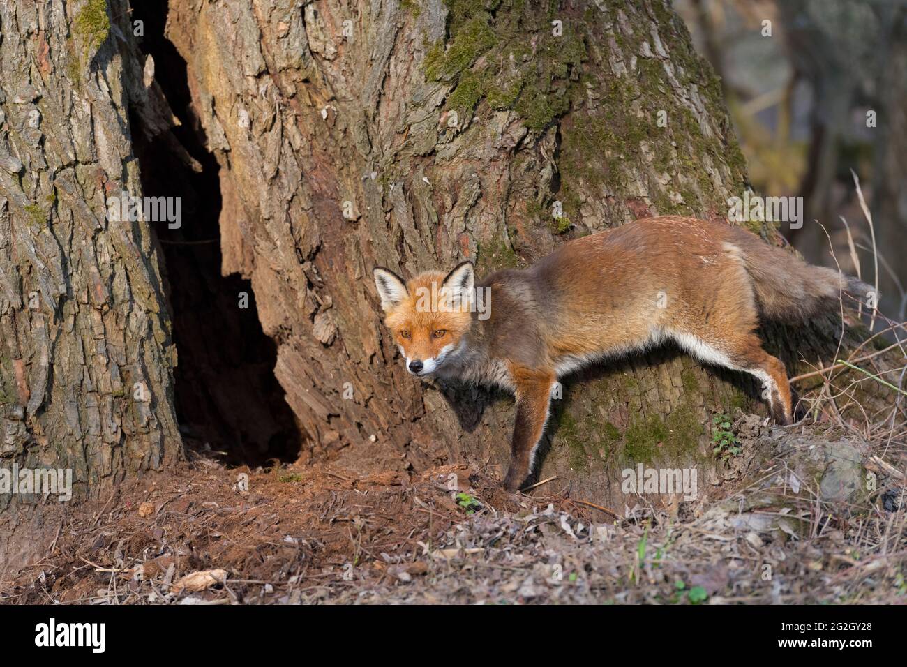 Red fox (Vulpes vulpes) in front of a tree hole, spring, Hesse, Germany ...