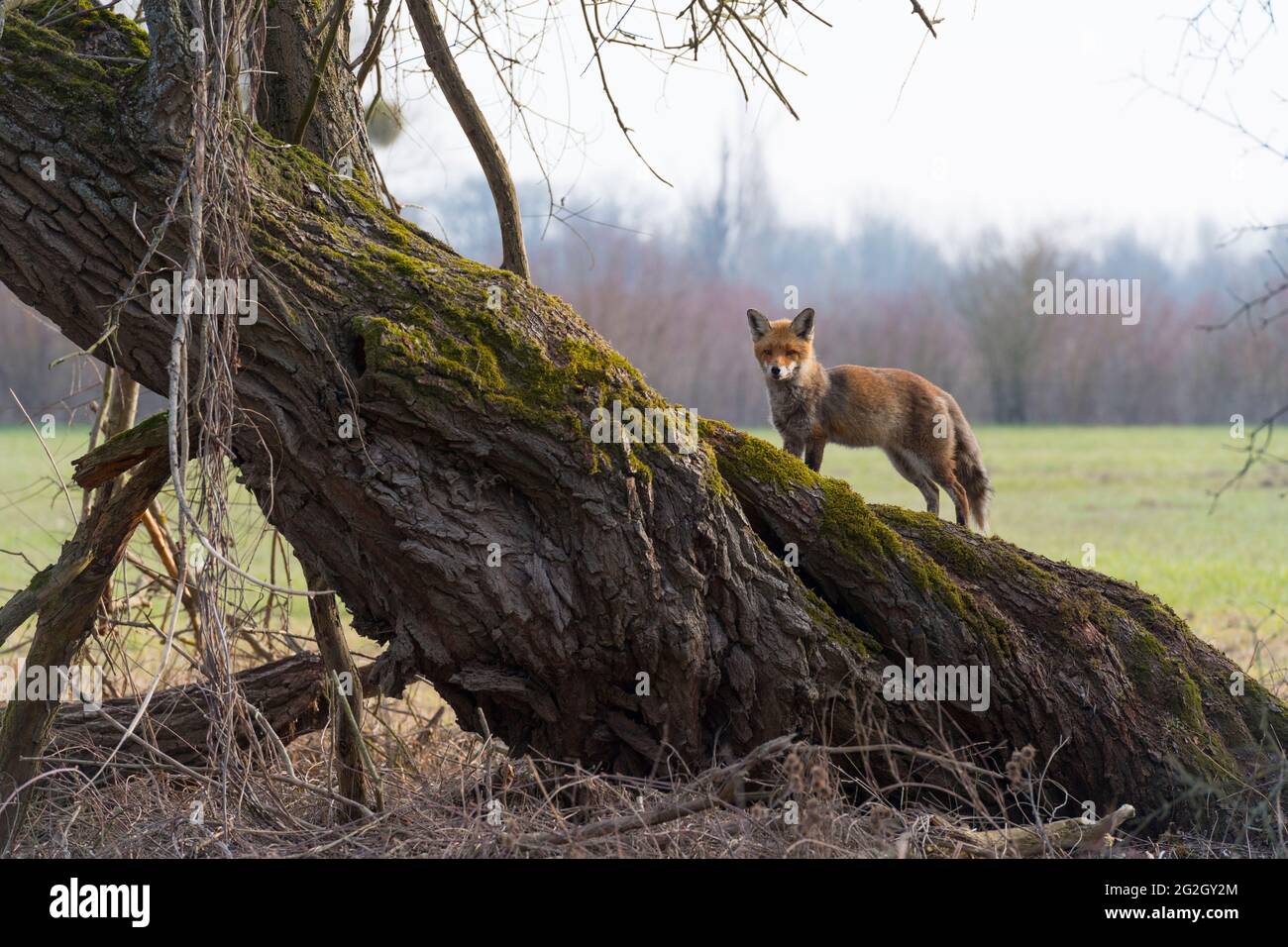 Red fox (Vulpes vulpes) on a tree trunk, spring, Hesse, Germany Stock ...
