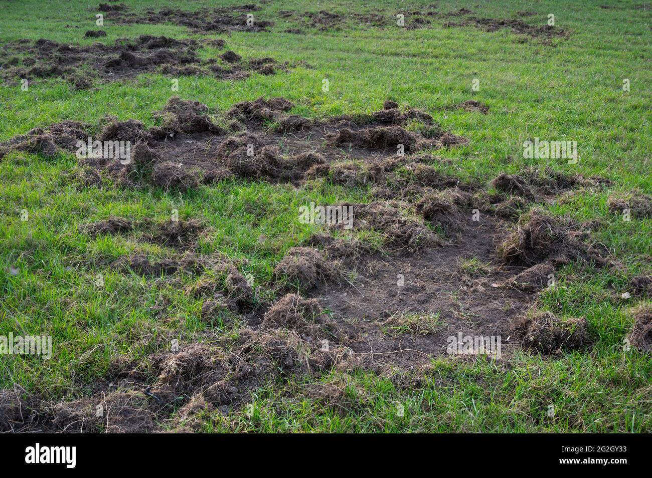 Boar in the fields hi-res stock photography and images - Alamy