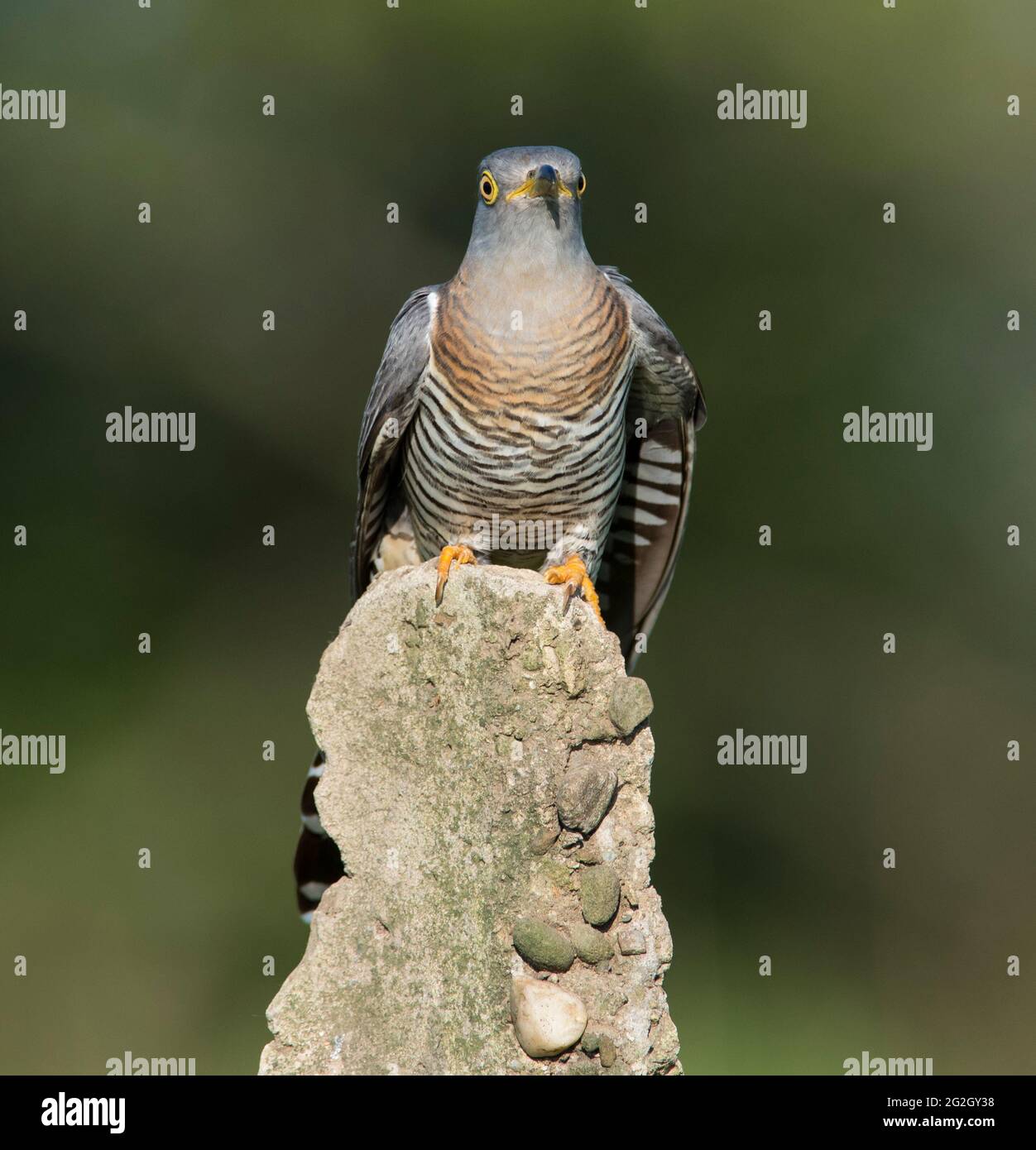 Female common cuckoo cuculus canorus hi-res stock photography and ...